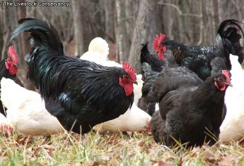 Chickens 101 Archives - Backyard Poultry